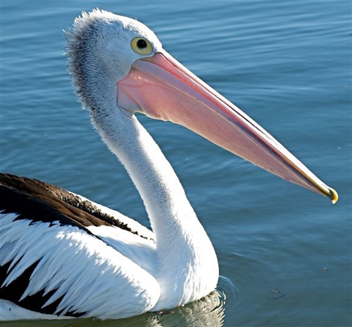 A pickle of a Pelican problem Moira Shire