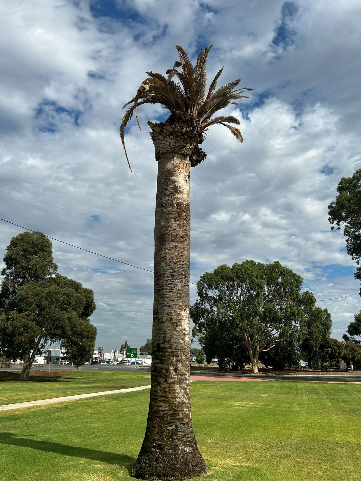 Federation Park - Palm Tree Update Moira Shire