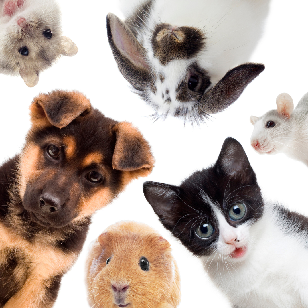 Responsible Pet Ownership Moira Shire