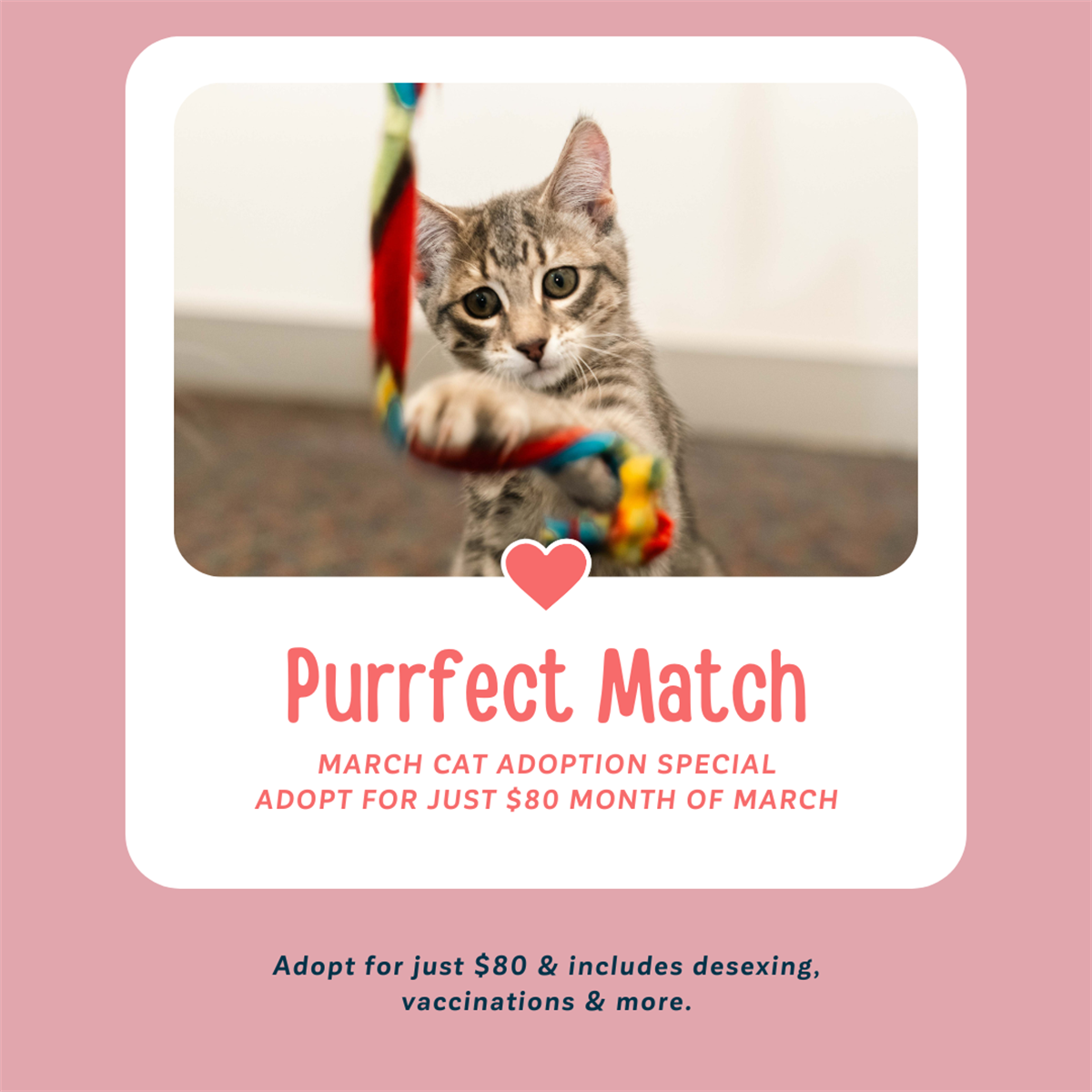 Meet your purr-fect match in March with $80 cat adoptions at Moira Moira Shire
